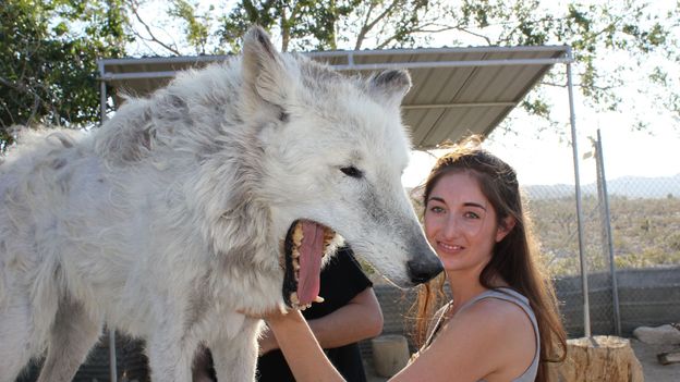 BBC - Earth - The woman who lives alongside wolves in order to save them