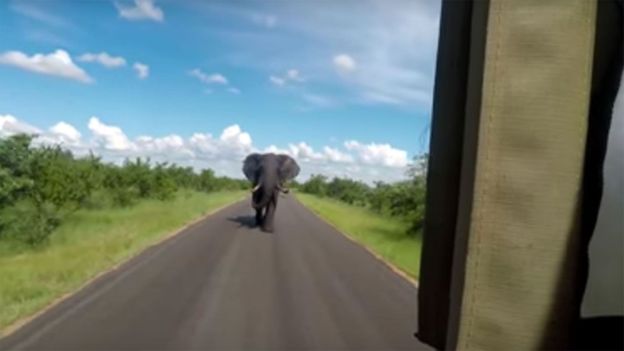 How it feels to be chased by an elephant