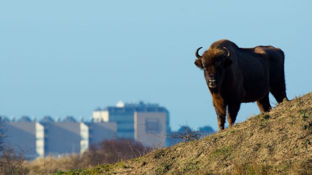 BBC - Earth - Bison had survived for 2 million years until humans arrived