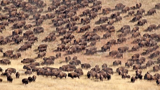 BBC - Earth - Bison had survived for 2 million years until humans arrived