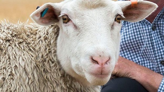 The strange sheep that baffled scientists