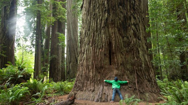 What trees teach us about life and happiness