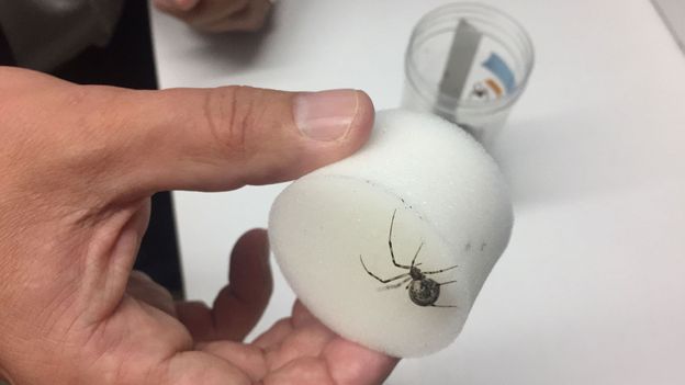 The room that’s home to 10,000 spiders