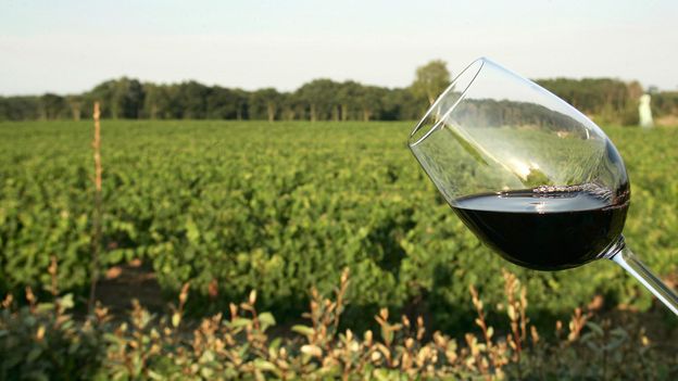 Does soil really affect wine’s flavour?