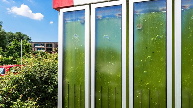 The homes that could be covered in algae
