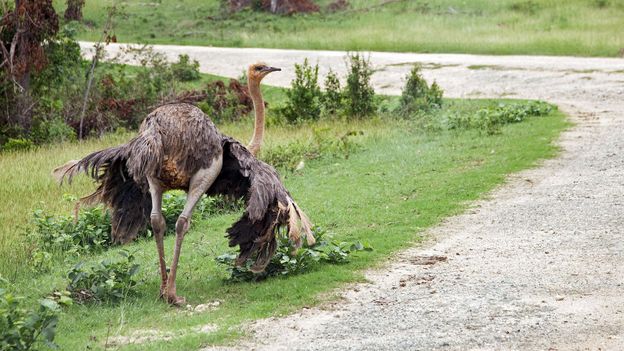 The unexpected animals roaming Cuba