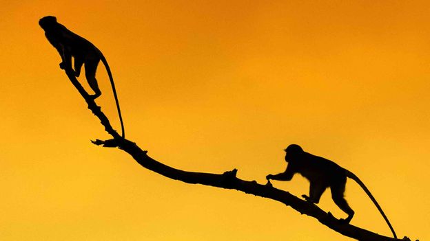 The wild animals at risk in lockdown