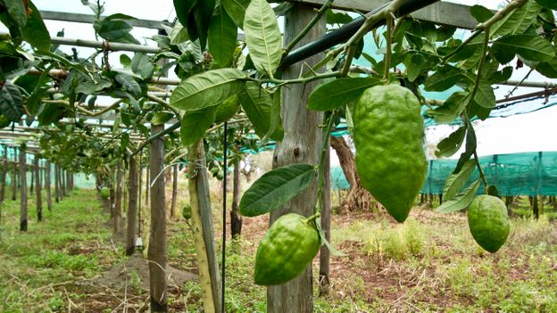 Citron: The exquisite fruit that brings rabbis