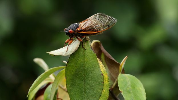 Cicada dual emergence brings chaos to the food chain