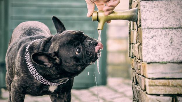 How to keep dogs cool in hot weather