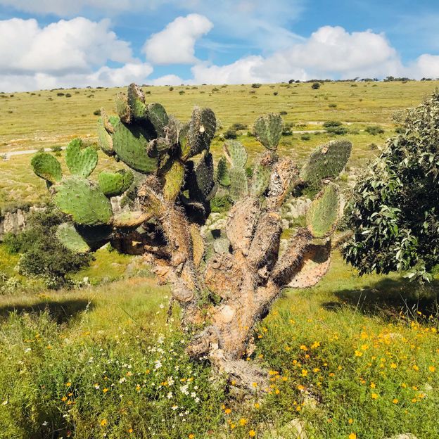 Mexico's 1,500-year-old unknown pyramids - BBC Travel