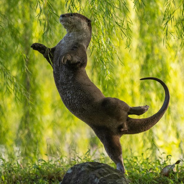 Air Guitar Roo has won the Comedy Wildlife Photography Awards - BBC Future