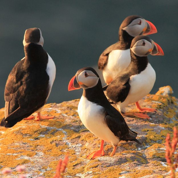 The Scottish isle you can only visit on a day trip - BBC Travel