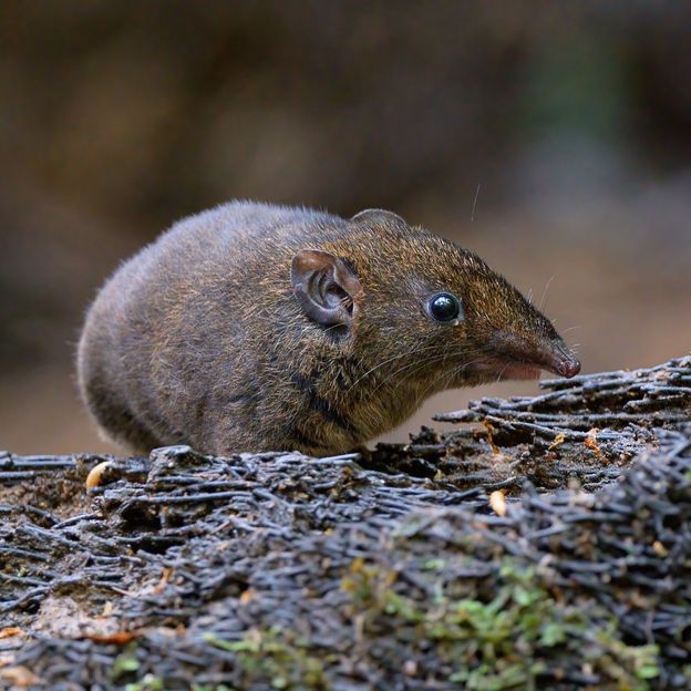 Vampire hedgehogs, pirate spiders and fishy fungi - the strangest new ...