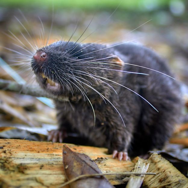 Vampire hedgehogs, pirate spiders and fishy fungi - the strangest new ...