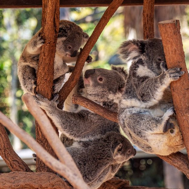 A family-friendly guide to Brisbane, Australia, with Bluey's mum - BBC ...