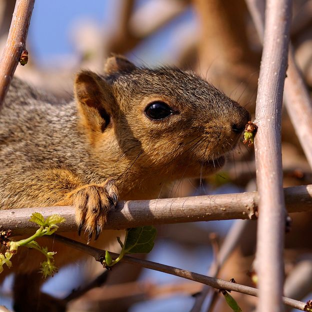 Why some animals can eat poison and cheat death - BBC Future