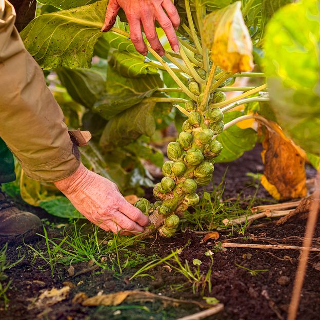 Hate Brussels sprouts? You may be living in the past - BBC Future