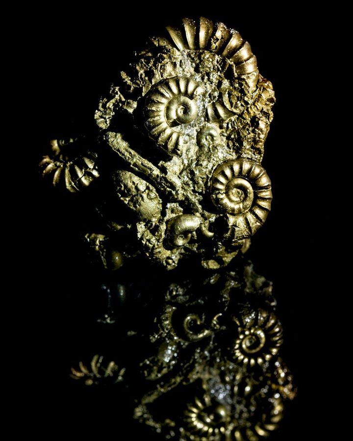 How to turn yourself into a fossil - BBC Future