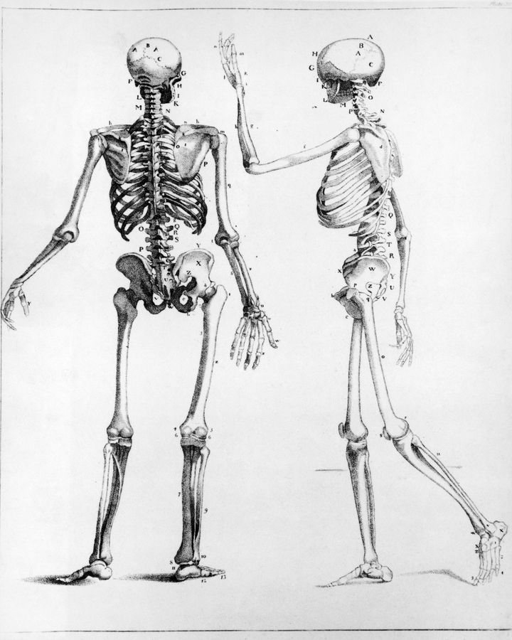 Why some parts of the human body don't make sense - BBC Future