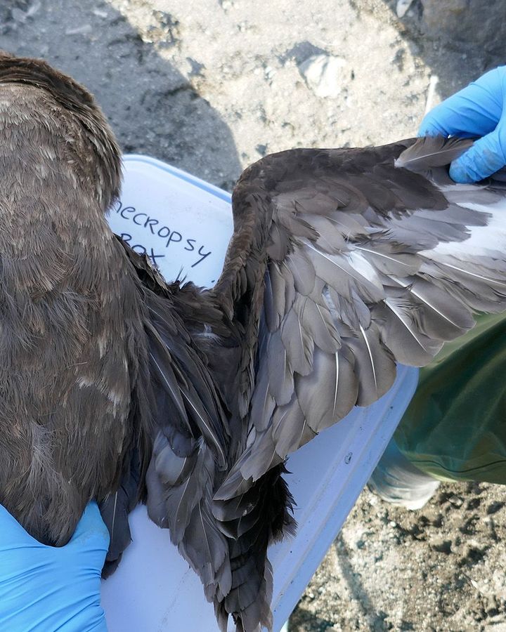 'Unprecedented': How bird flu became an animal pandemic - BBC Future