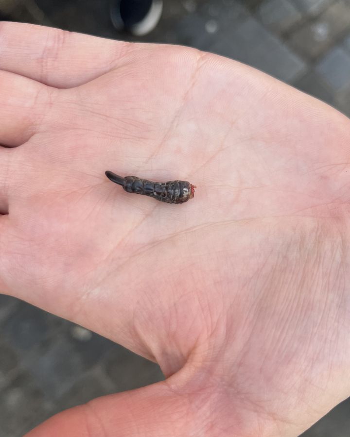 Why do people persecute city pigeons? - BBC Future