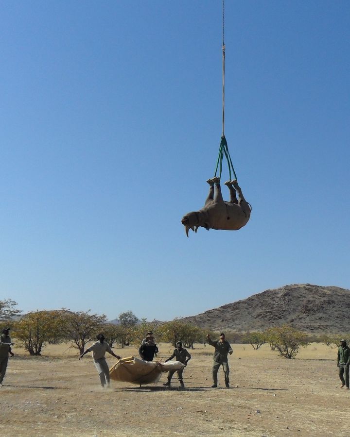How do you re-home a rhino by helicopter? Upside down - BBC Future