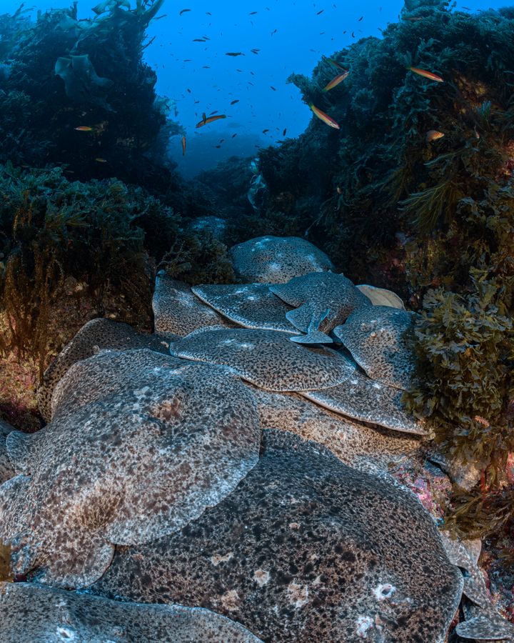 The undersea mountains where sharks rule - BBC Future