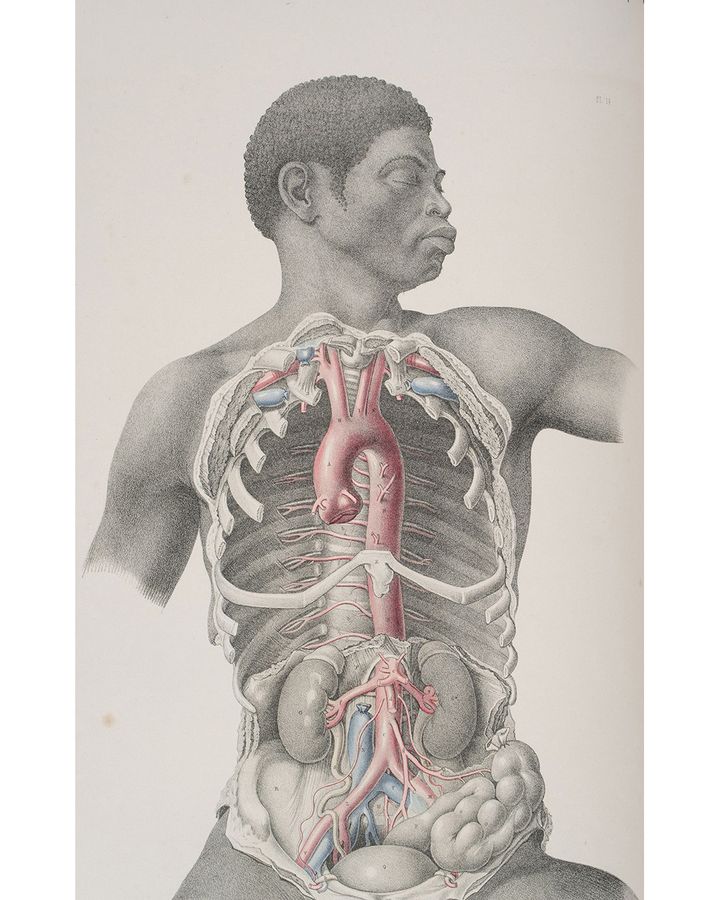 The shocking truth behind historic anatomical art - BBC Culture