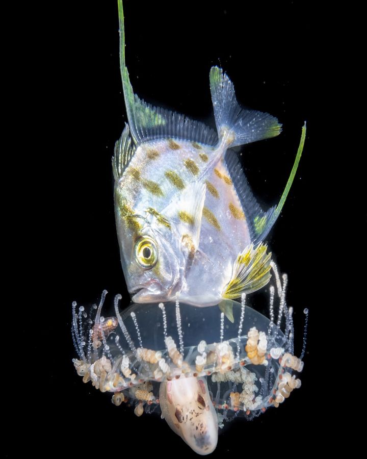 'The deep sea will come to me': The blackwater diver who photographs ...