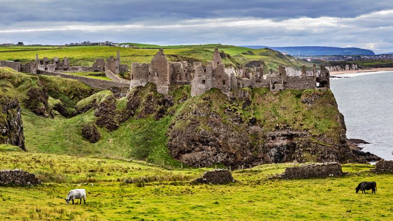 The kingdom of Ireland’s feathered royalty - BBC Reel