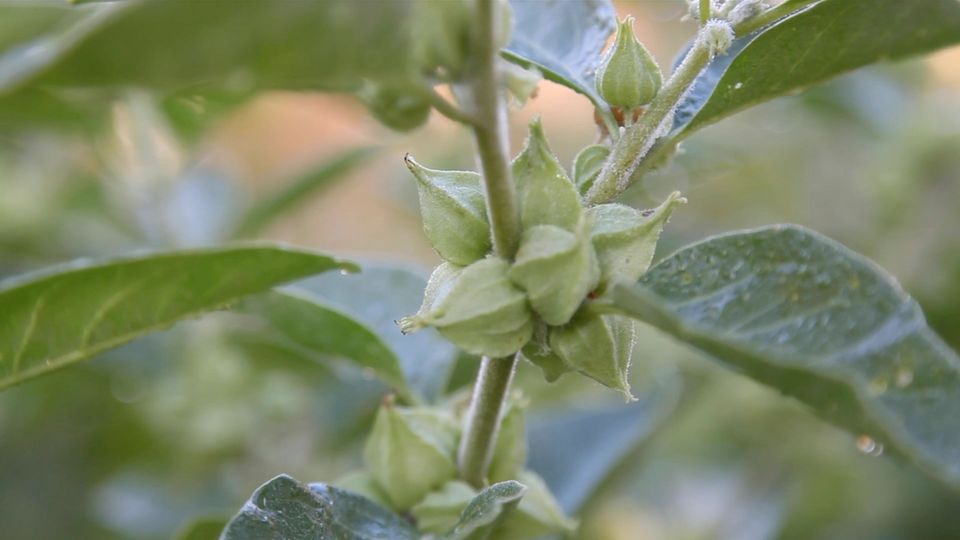 Why a Dutch wellness trend is taking the world by storm - BBC Reel