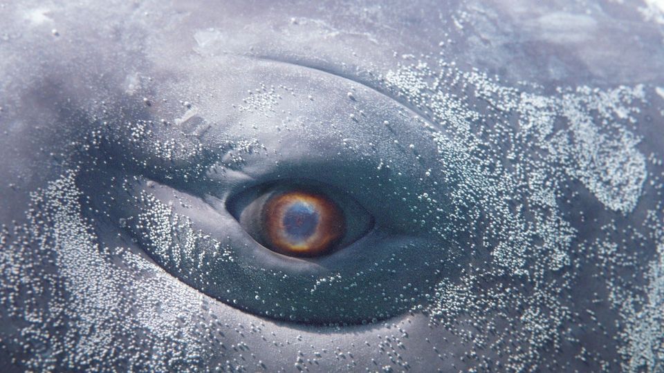 Are we entering a post anthropocentric era? - BBC Reel