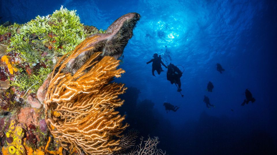 Behind Madagascar’s 'octopus garden' experiment - BBC Reel