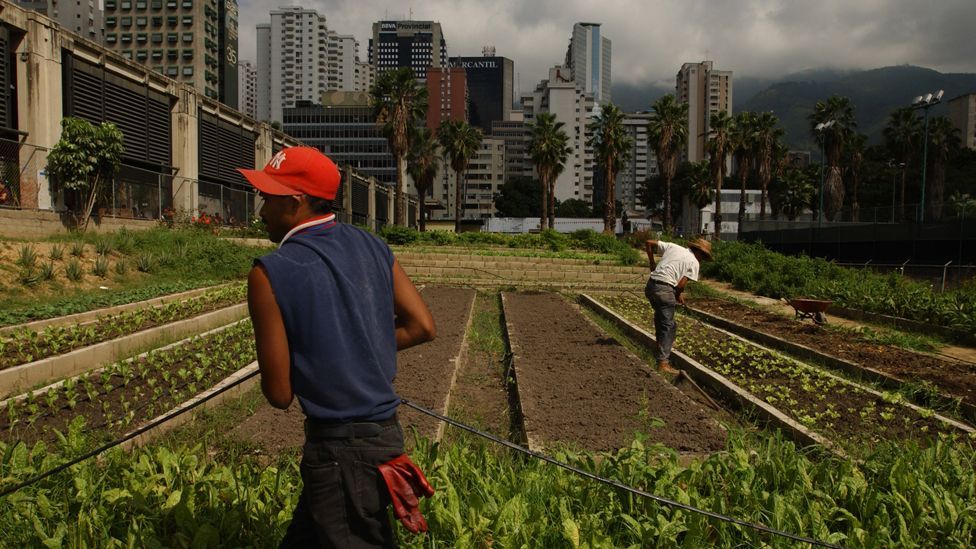 How science aims to feed seven billion people - BBC Future