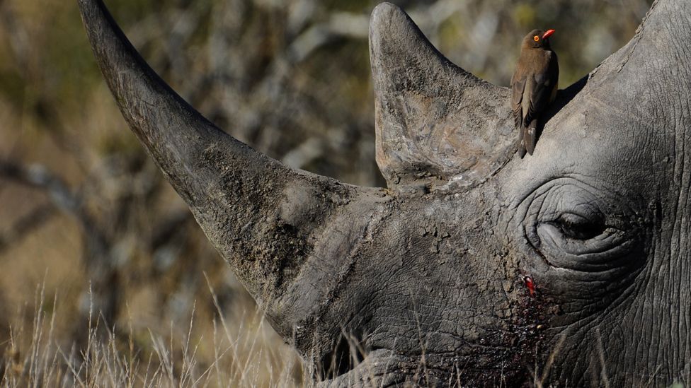 Cloning: Can it resurrect extinct species? - BBC Future