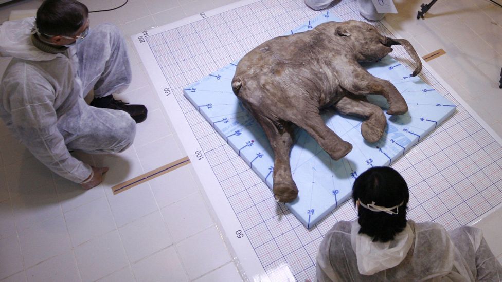 Cloning: Can it resurrect extinct species? - BBC Future