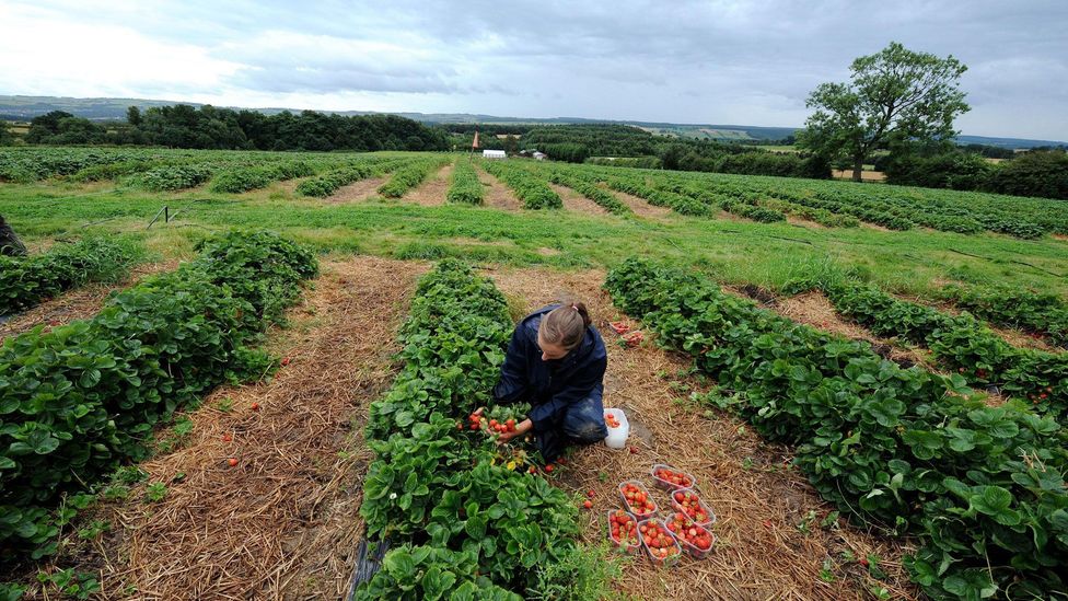 Vacationing down on the farm - BBC Travel