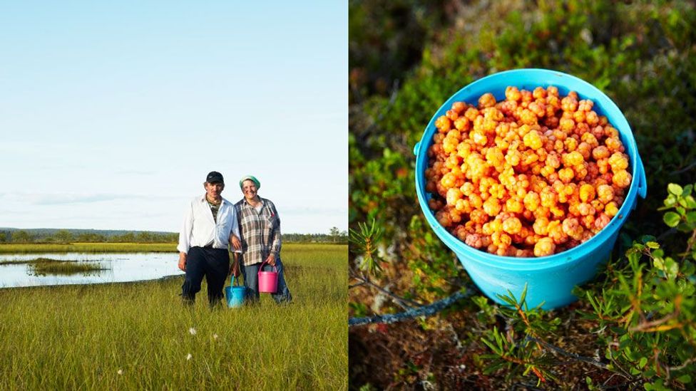 Finland’s elusive berry - BBC Travel