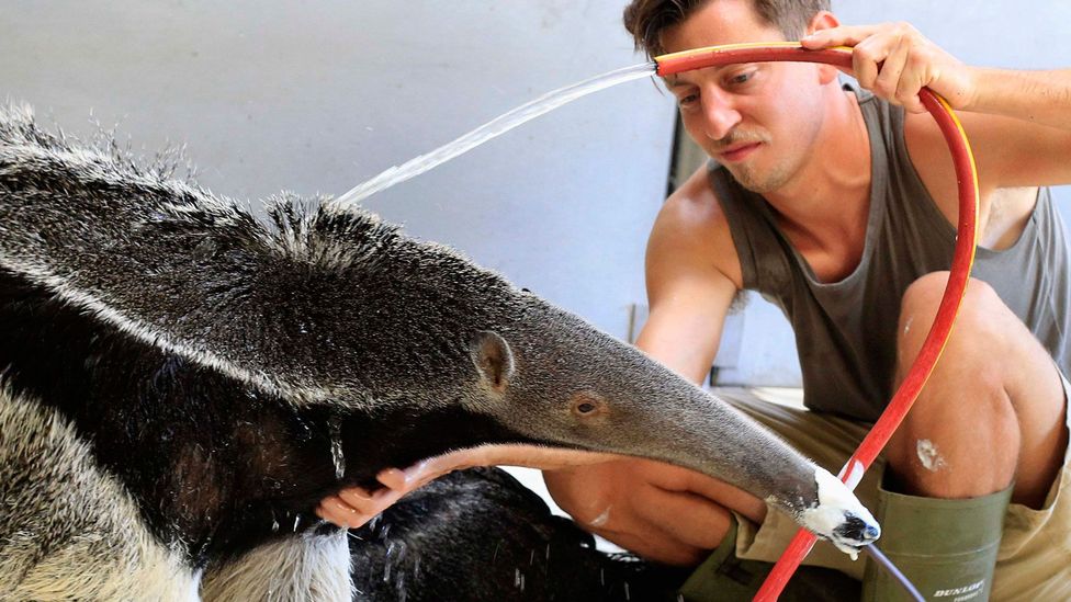 The dual sides of animal captivity - BBC Travel