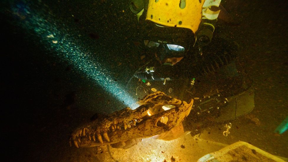 Blue holes of the Bahamas - BBC Travel