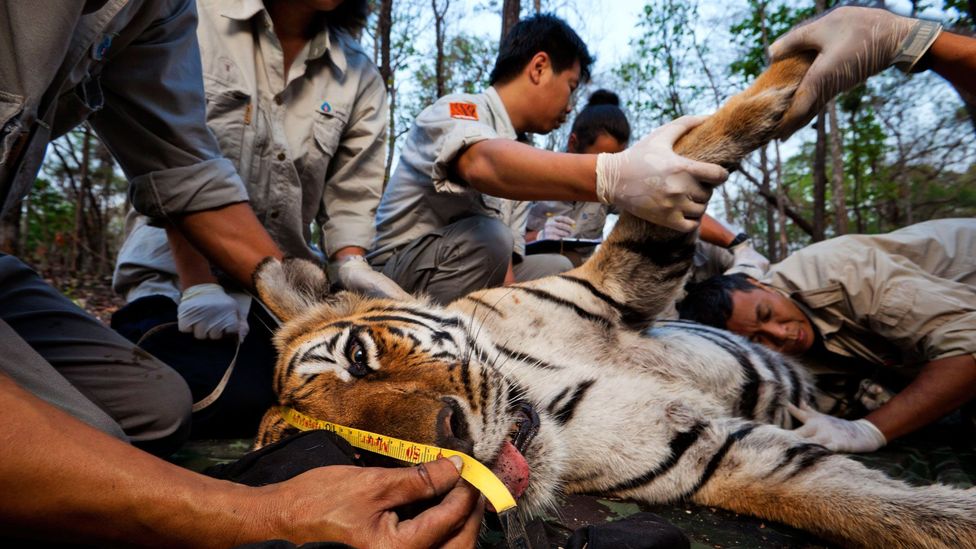 Asia's tigers rebound - BBC Travel