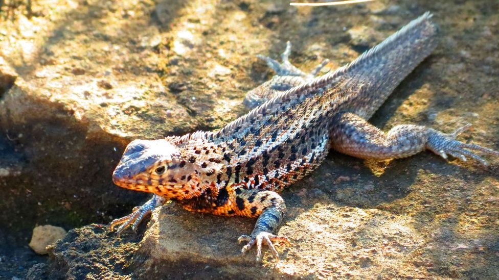The Galápagos: Lessons in natural selection - BBC Travel