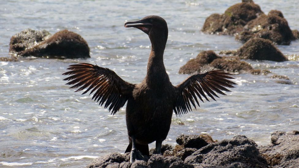 The Galápagos: Lessons in natural selection - BBC Travel