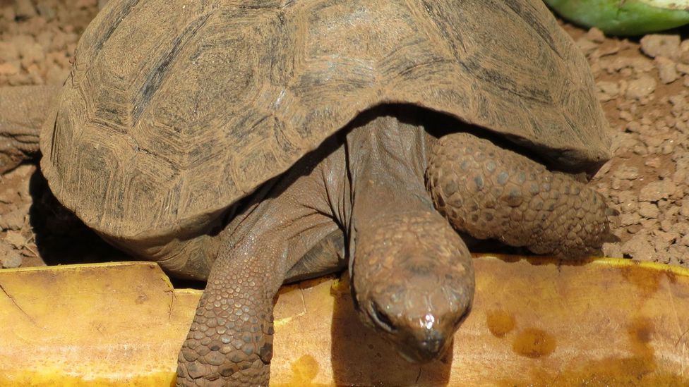 The Galápagos: Lessons in natural selection - BBC Travel