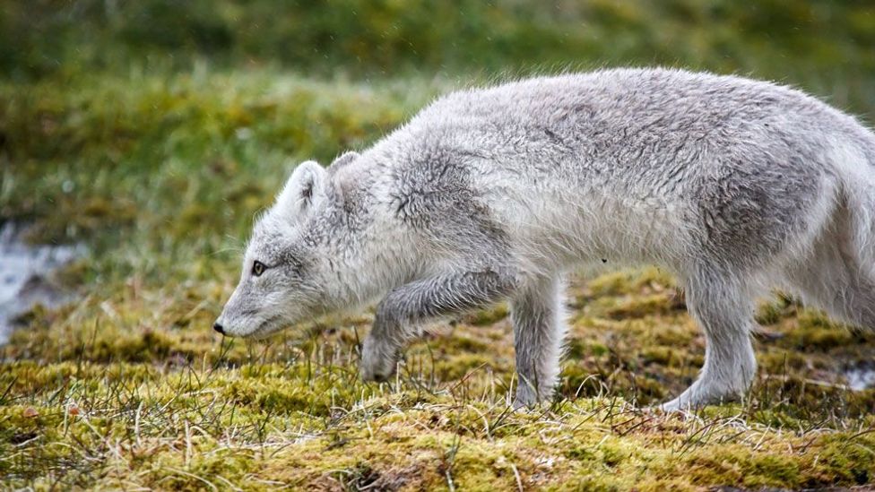 An expedition to the Arctic - BBC Travel