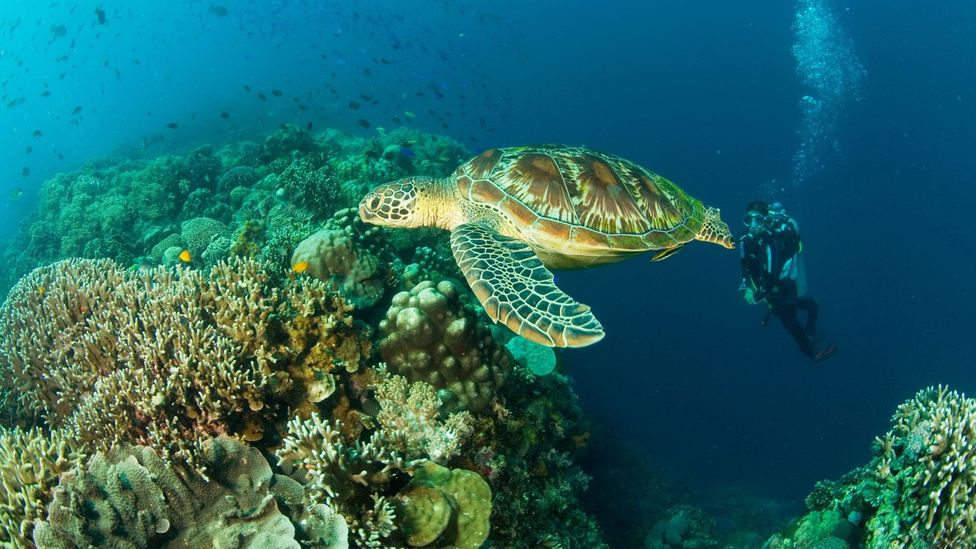 The undiscovered jewel of the Philippines - BBC Travel