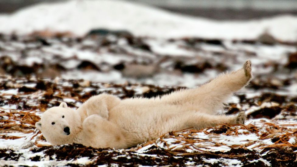 Once-in-a-lifetime adventure travel trips - BBC Travel