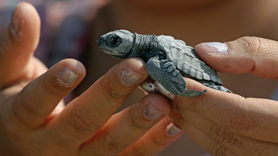 Best science and technology pictures of the week - BBC Future