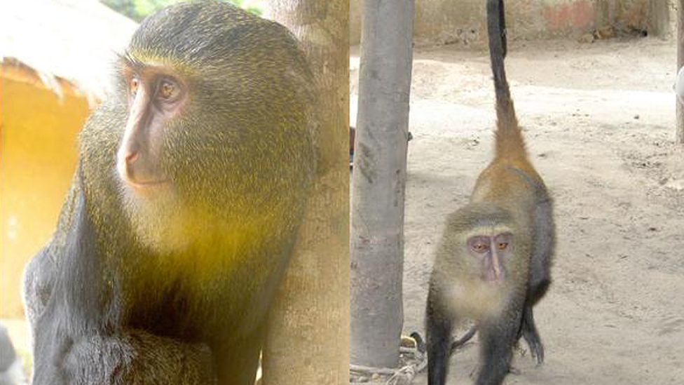 2012: The year in scientific discoveries - BBC Future